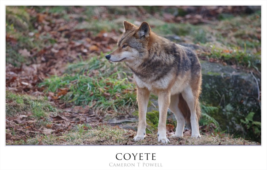 Standing Watch – CAMERON T. POWELL PHOTOGRAPHY