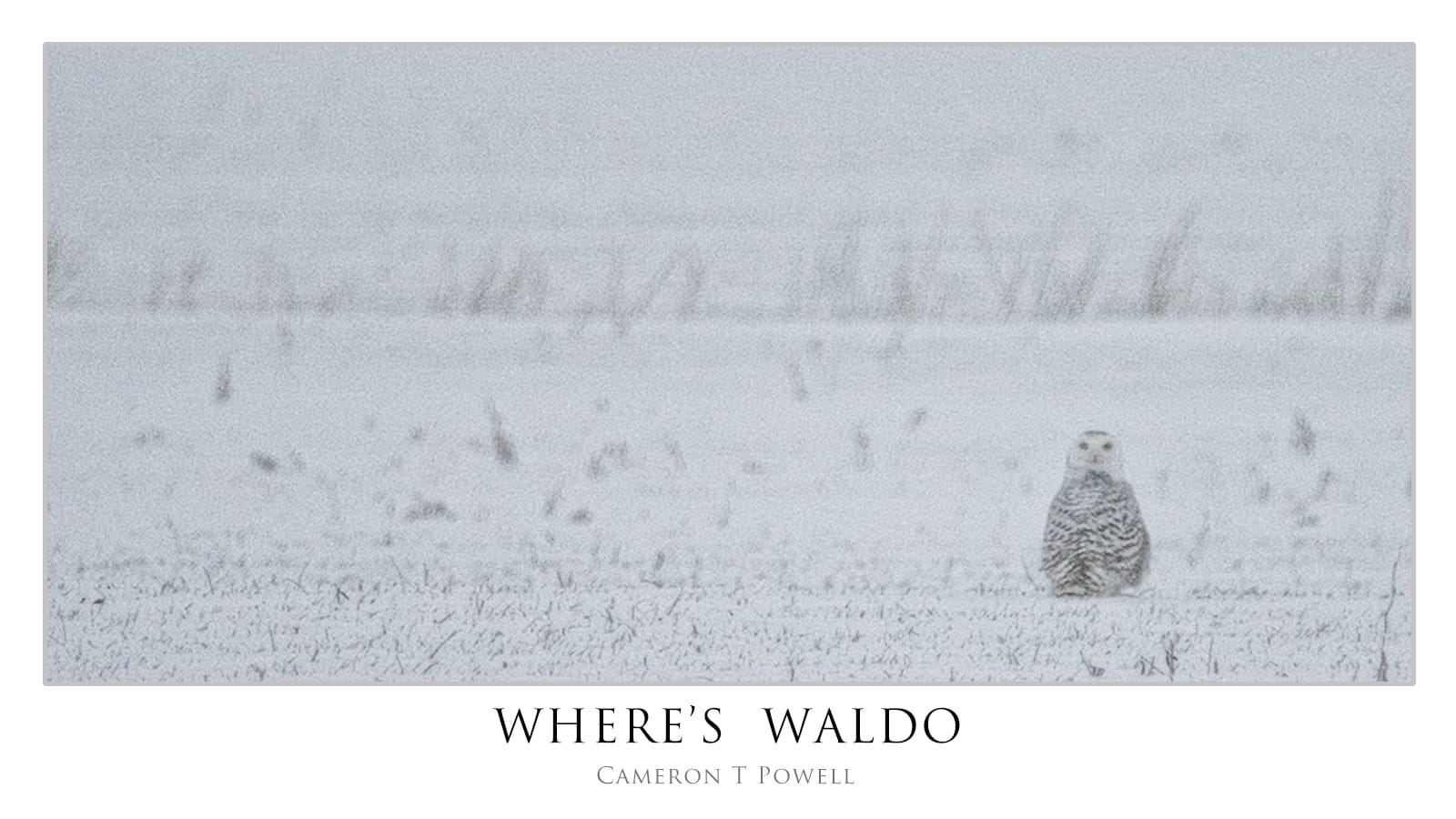 WHERE’S WALDO – CAMERON T. POWELL PHOTOGRAPHY