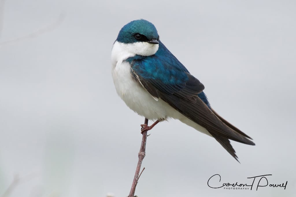 TREE SWALLOW – CAMERON T. POWELL PHOTOGRAPHY