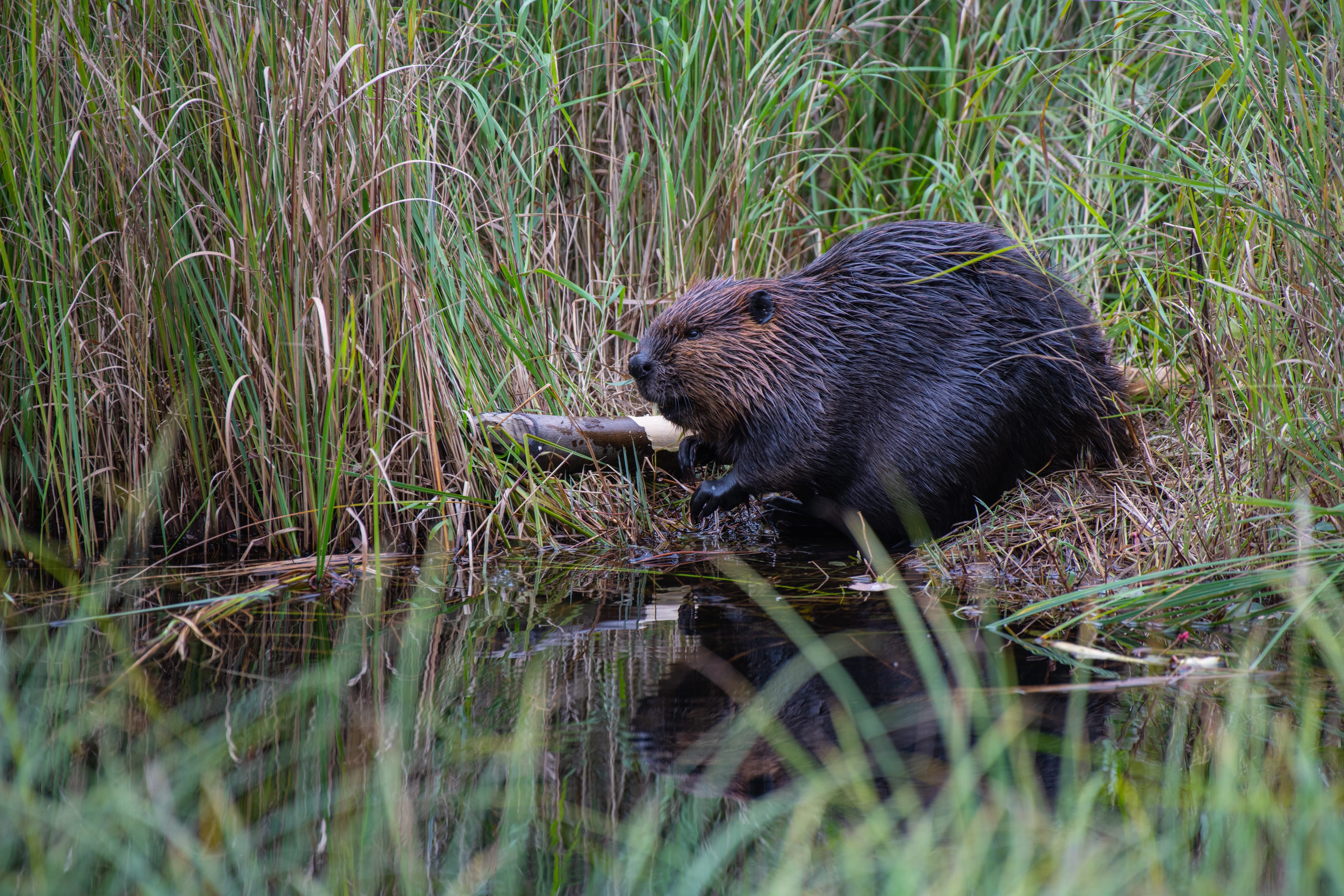 Canadian Beaver – CAMERON T. POWELL PHOTOGRAPHY